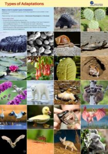 Make Types of Adaptations Chart (50 Nos.) – Science Shop